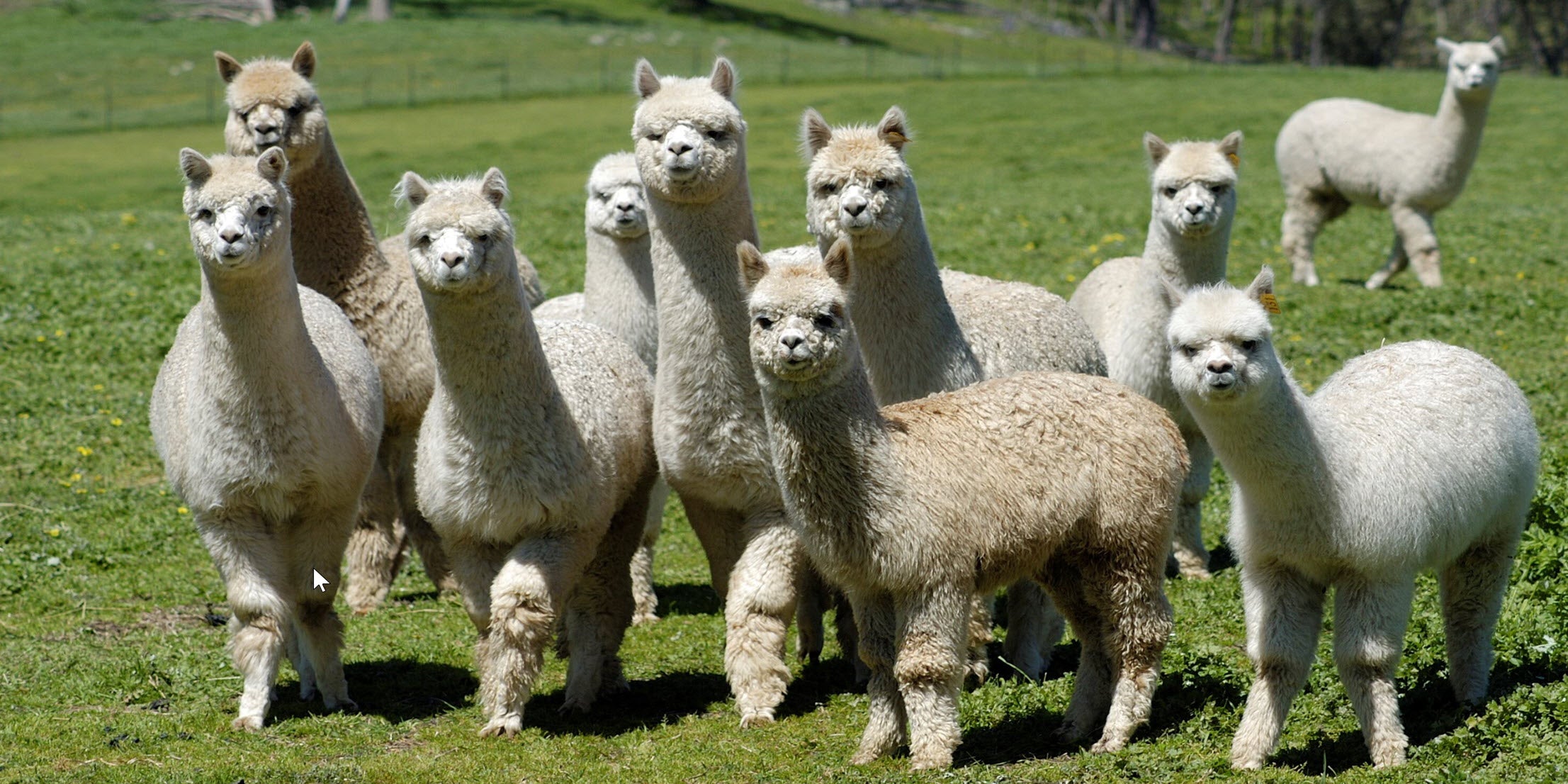 Information on Alpacas in Australia - Kelly & Windsor Australia